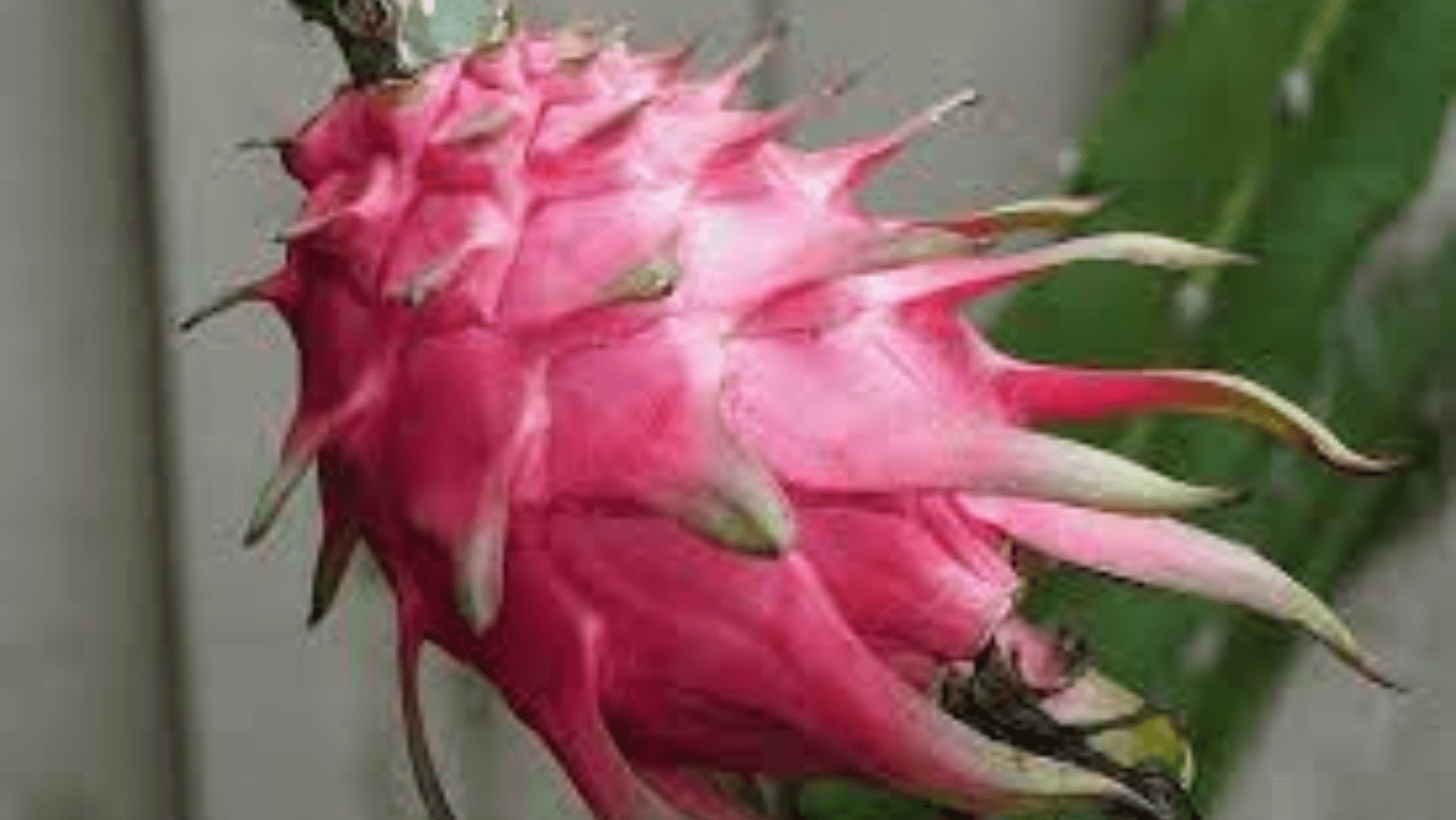Descubra os diversos tipos de Pitaya [Guia Completo]