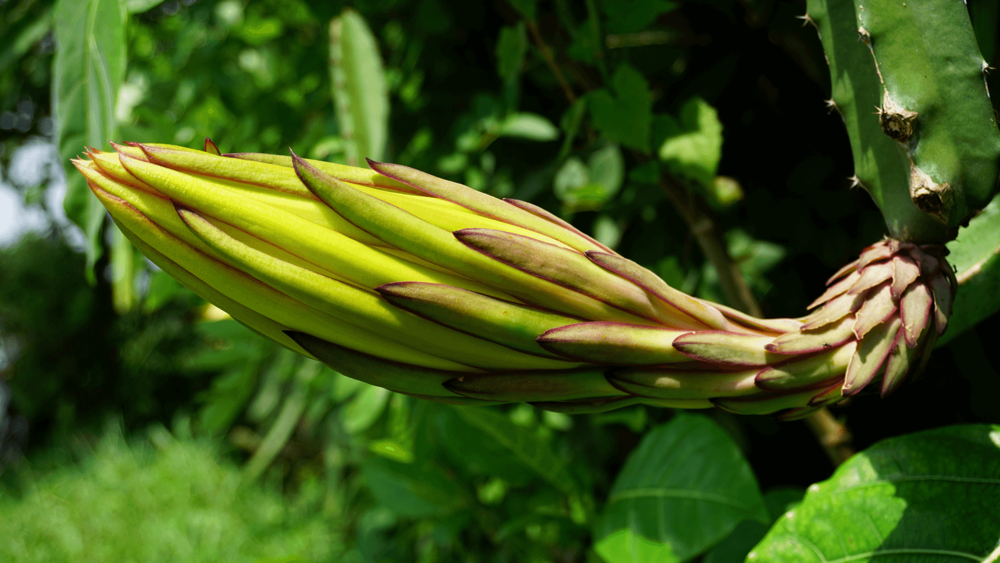 Descubra os diversos tipos de Pitaya [Guia Completo]