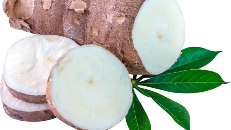 Como plantar mandioca: confira o passo a passo